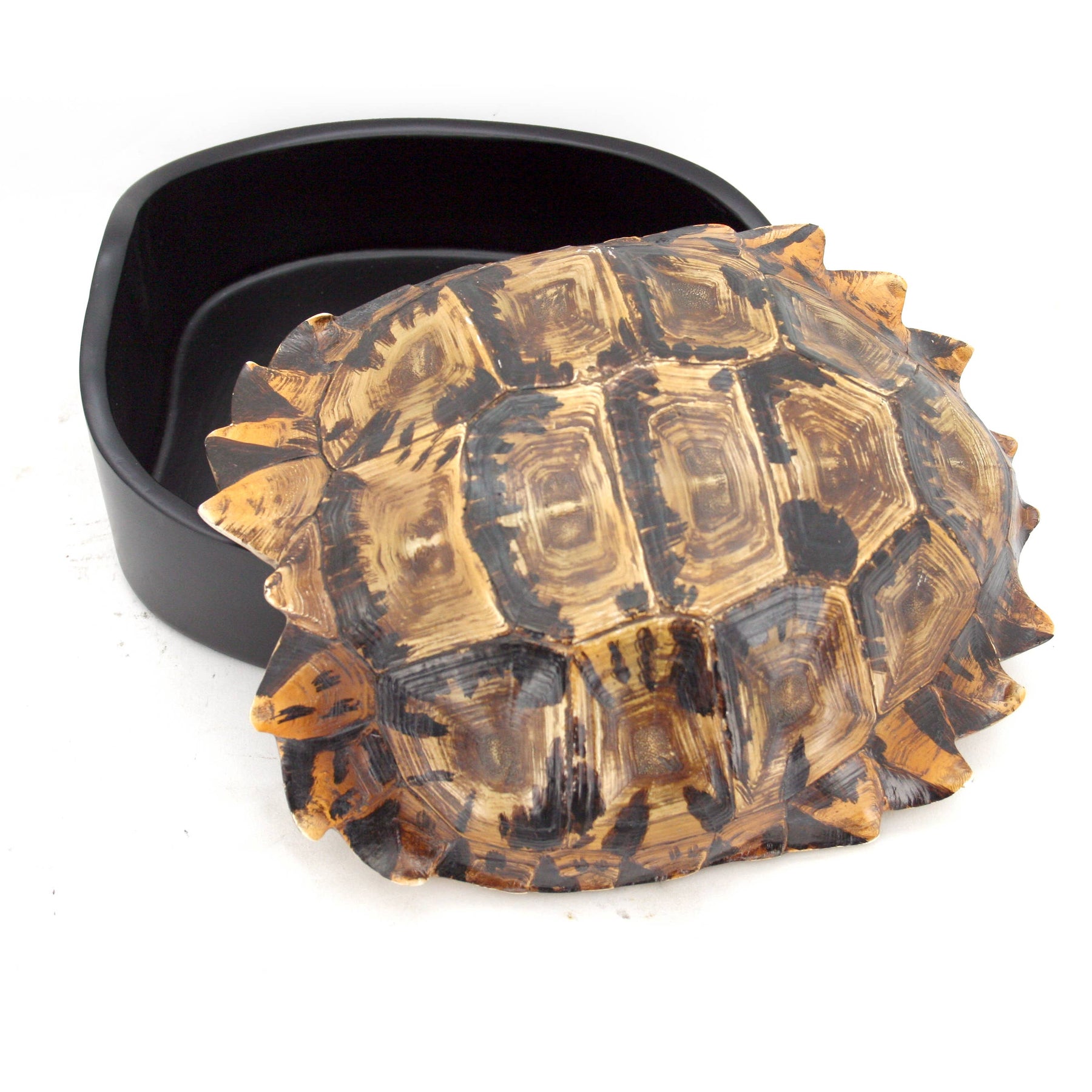 Turtle Shell Box – Shoppe NEAT