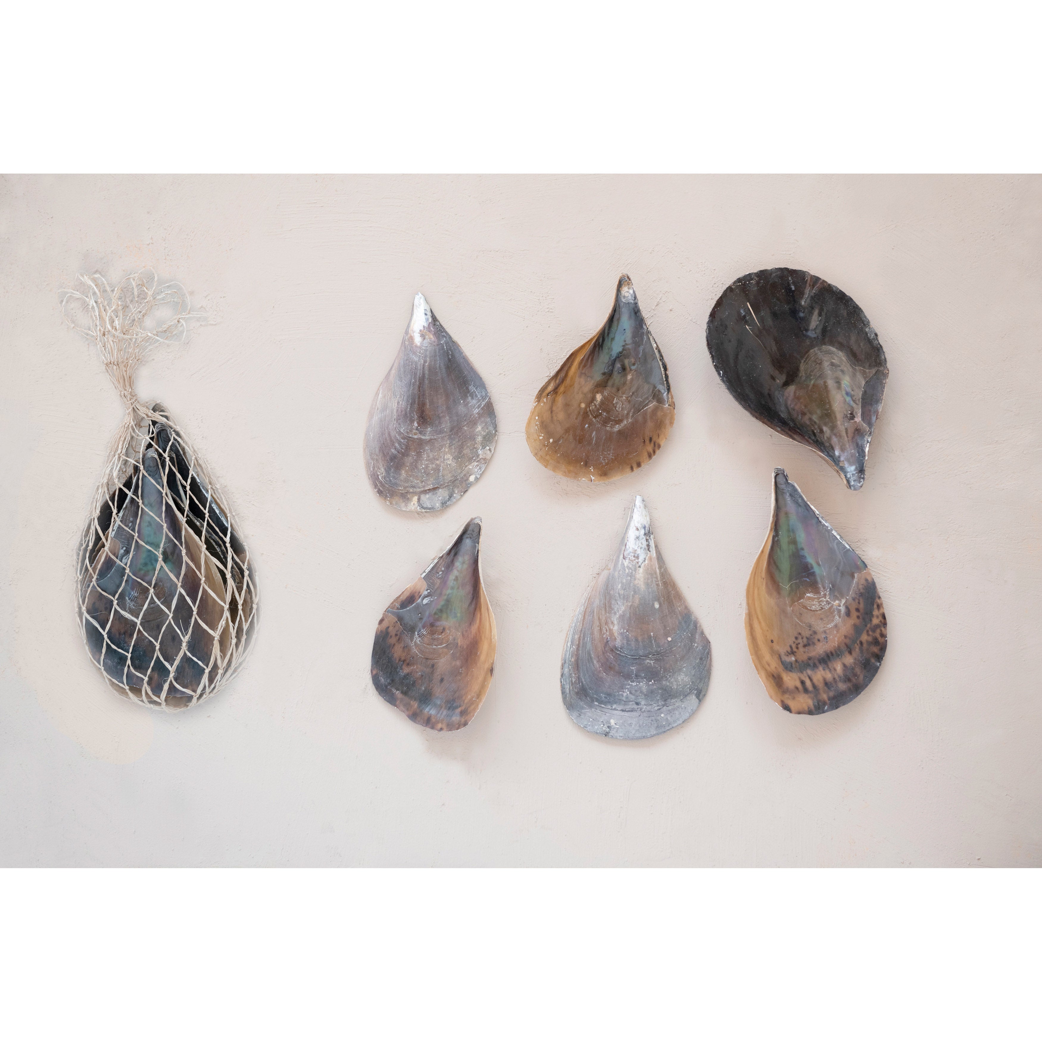 Pen Clam Shells – Shoppe NEAT